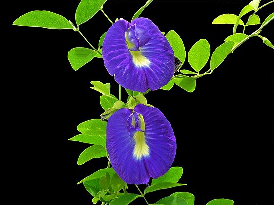 Butterfly Pea - Photographic Print