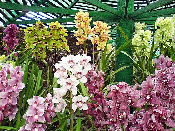 Orchids - Photographic Print