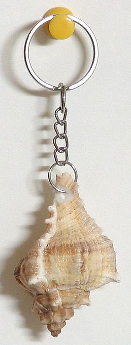Shell Key Chain