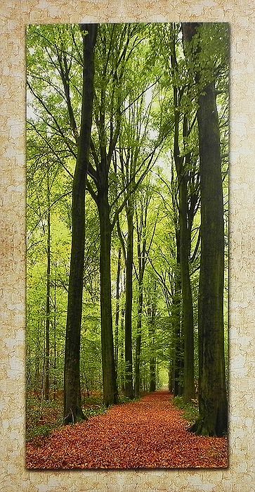 Forest Path - Poster - 25.75 x 13 inches - Unframed