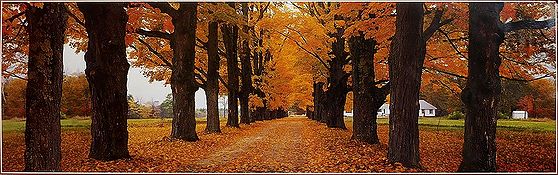 Peace with Nature - Poster