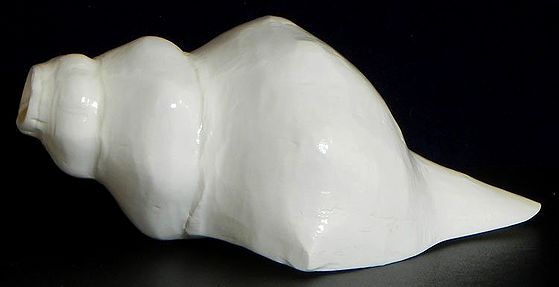 Blow Conch Shell