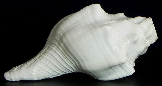 Blow Conch Shell