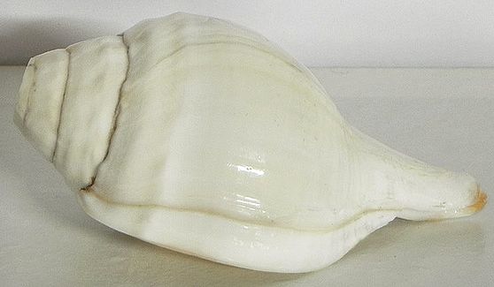 Blow Conch Shell