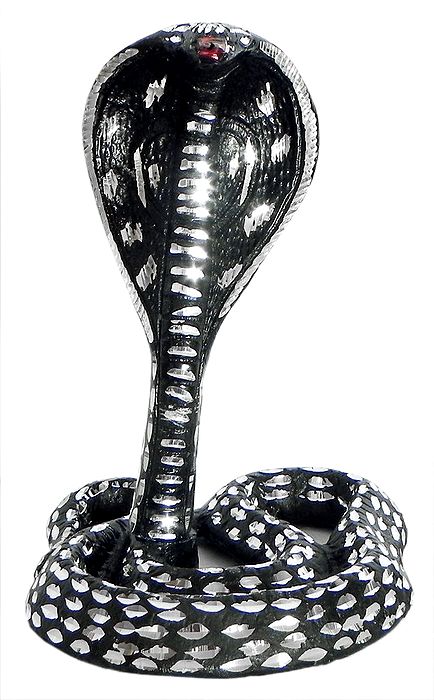 Snake of Shiva