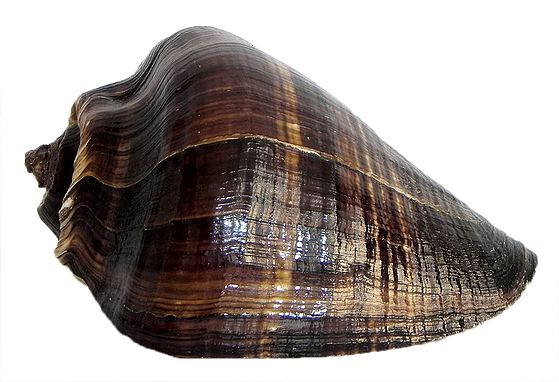 Brown Conch Sea Shell for Decoration