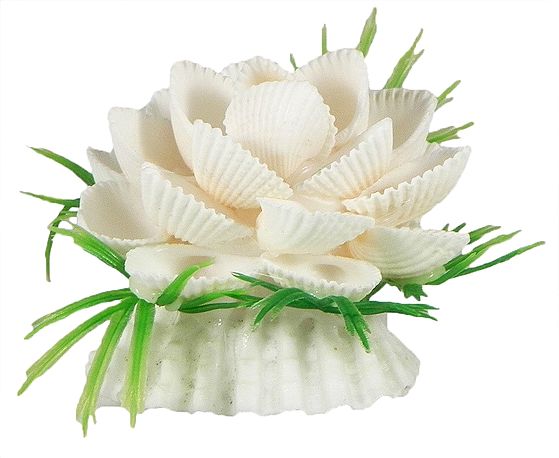 Shell Flower
